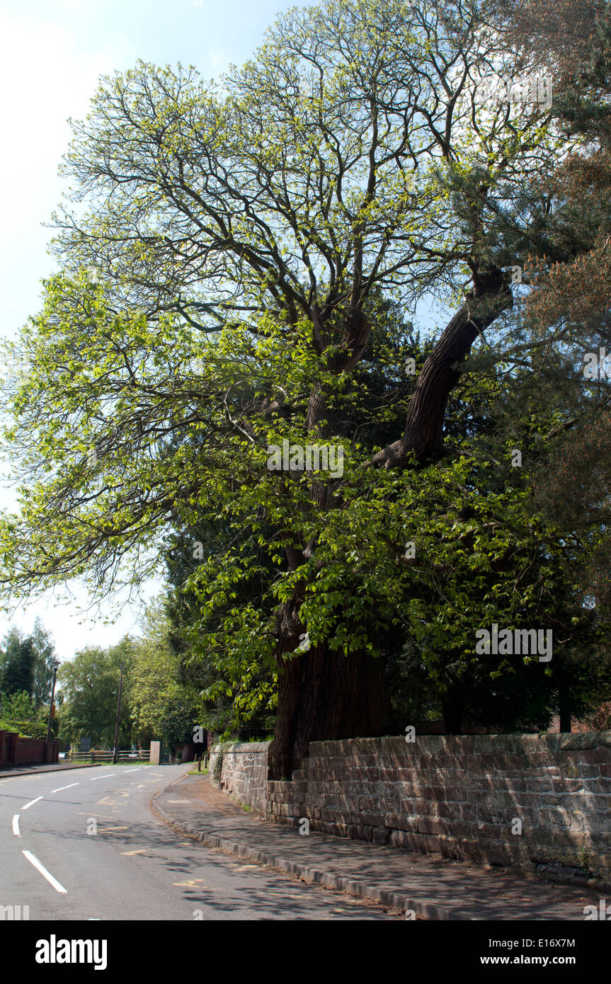 Large Sweet Chestnut tree in Holy Trinity churchyard, Belbroughton ...