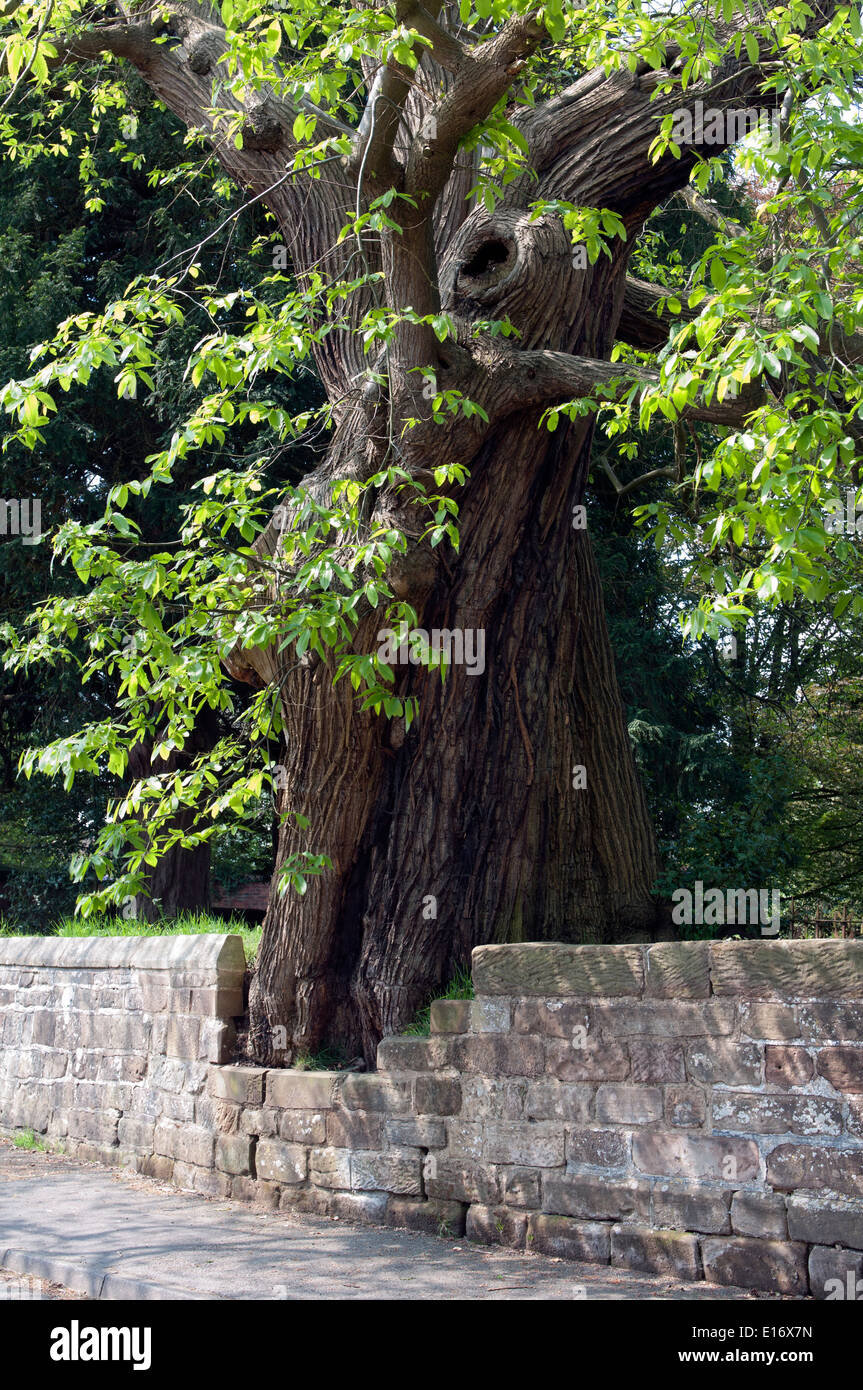 Large Sweet Chestnut tree in Holy Trinity churchyard, Belbroughton ...