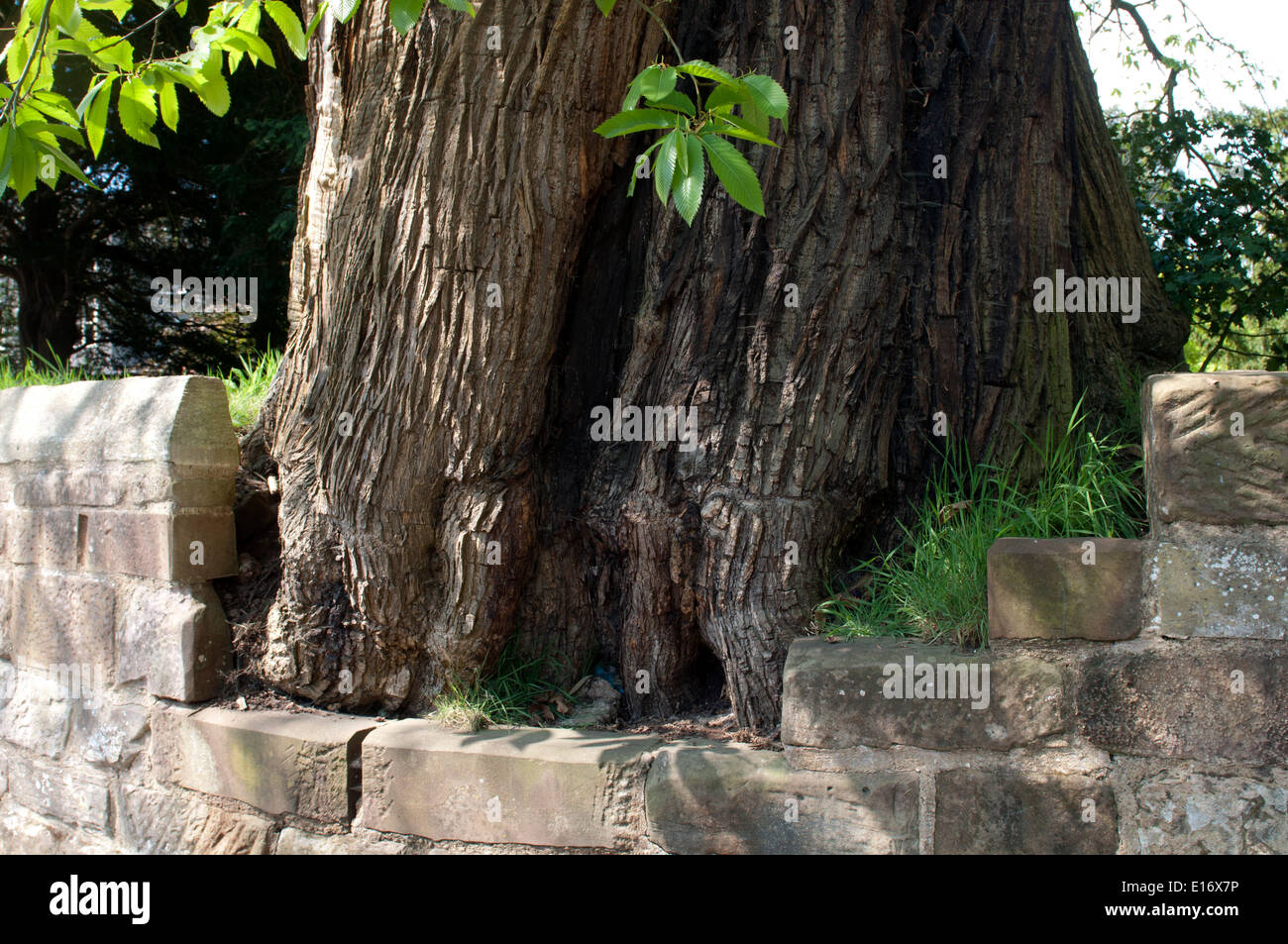 Ancient sweet chestnut tree hi-res stock photography and images - Alamy