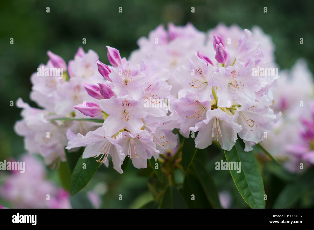 Hercules close up hi-res stock photography and images - Alamy