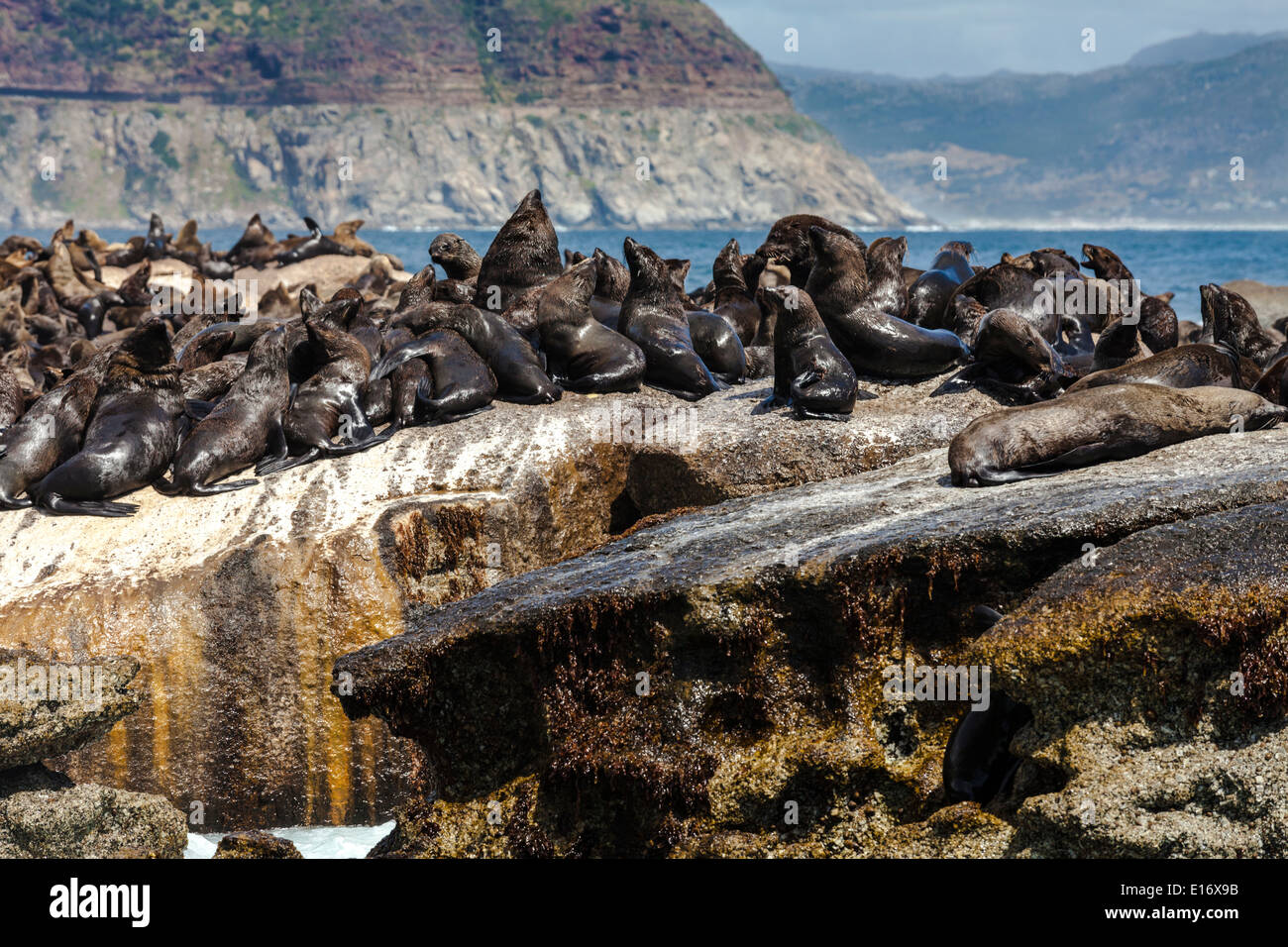 Brown Cape Fur Seals basking in the sun at Duiker Island, Hout Bay ...