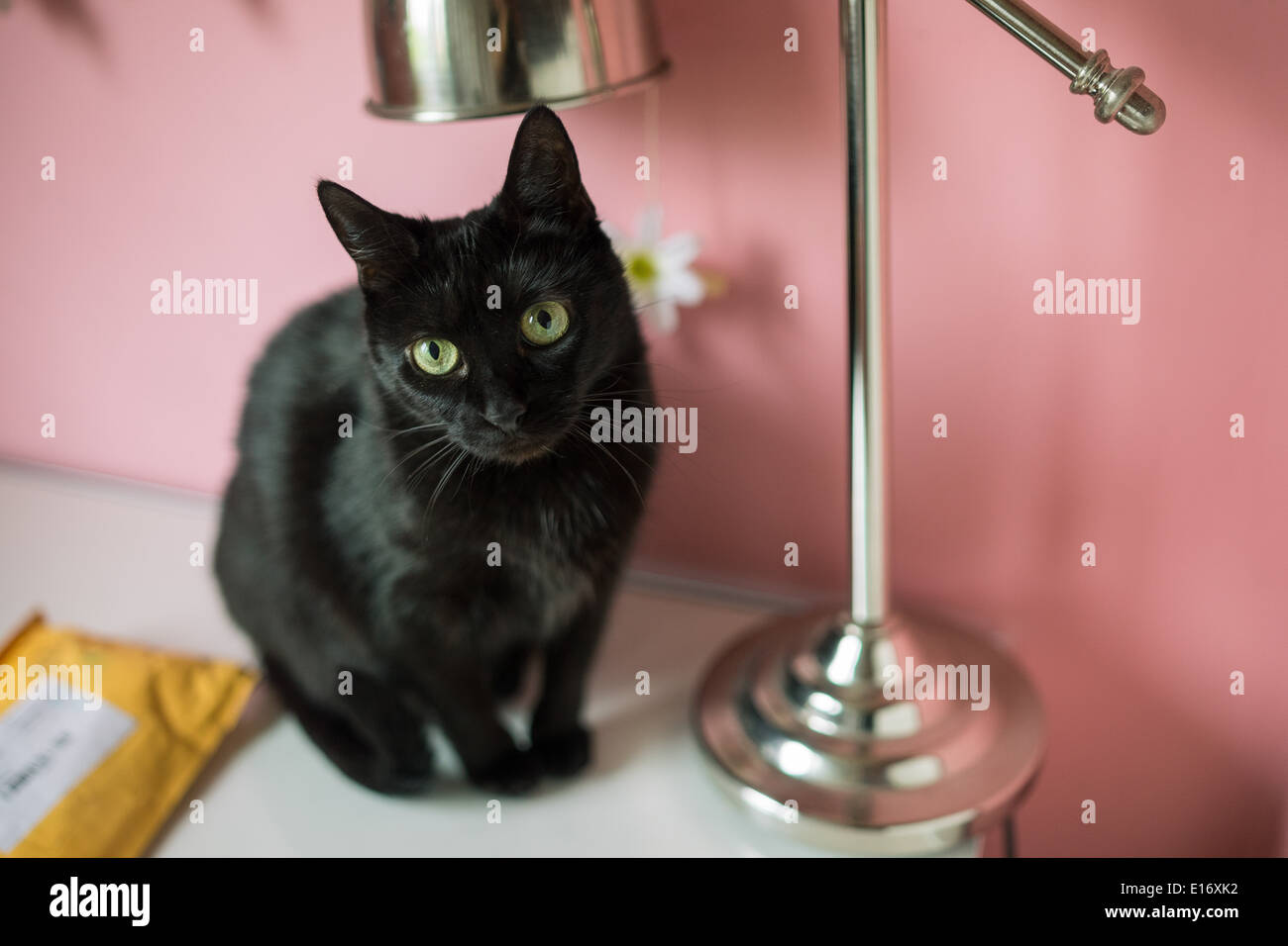 Black cat watching sitting Stock Photo - Alamy
