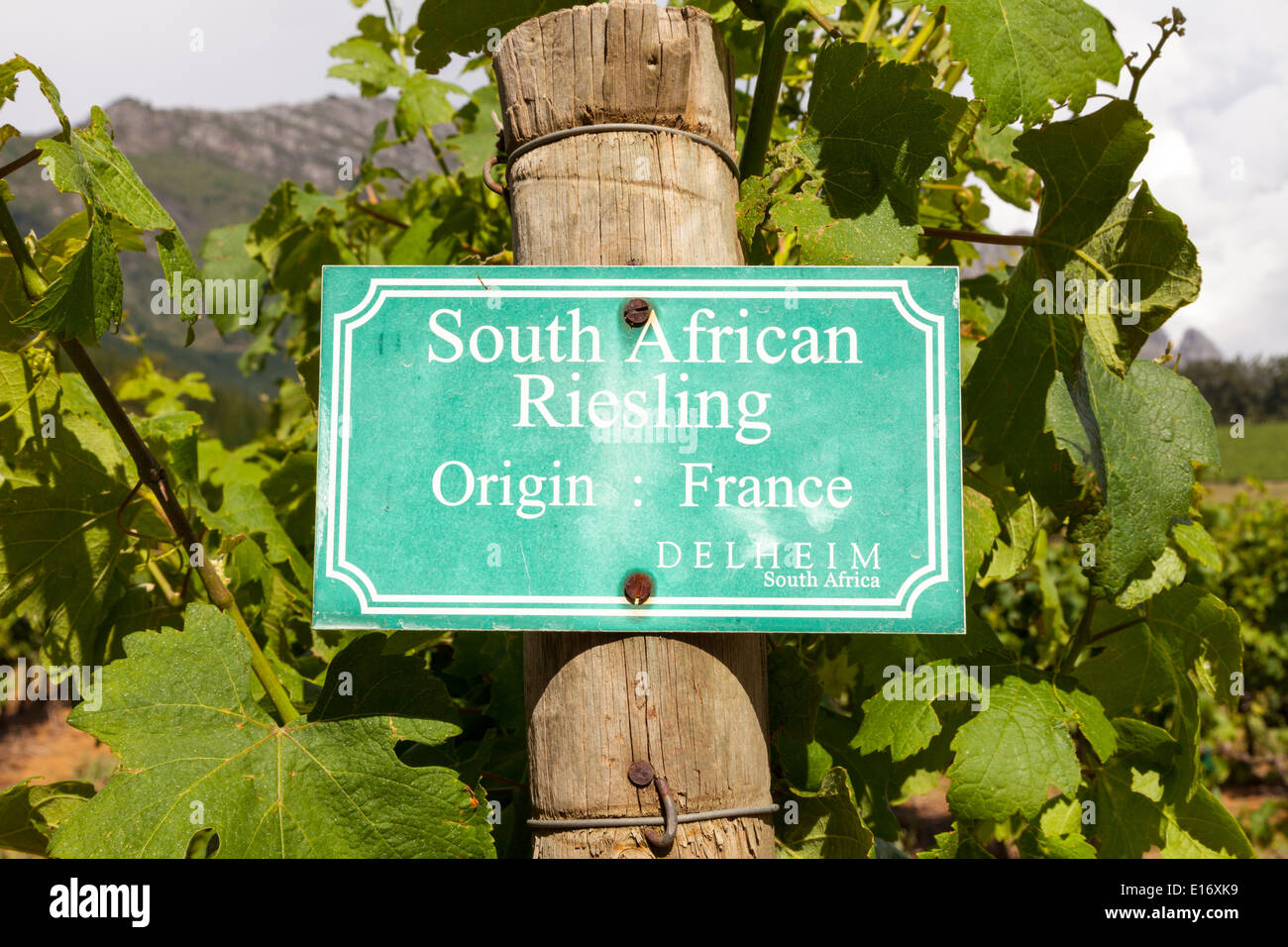 South African Riesling sign on vineyard at Delheim Wine Estate, Cape ...
