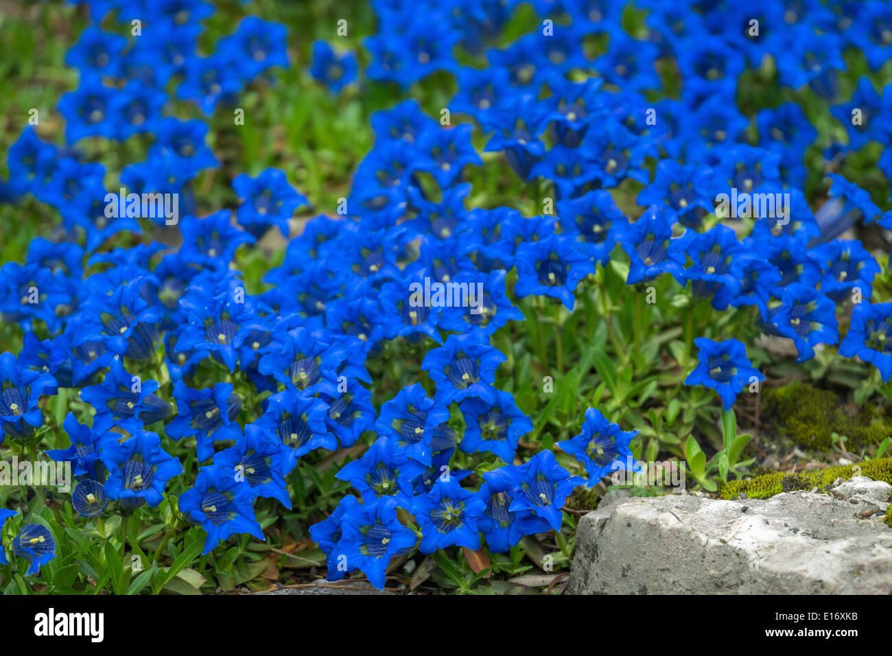 Blue gentian hi-res stock photography and images - Alamy