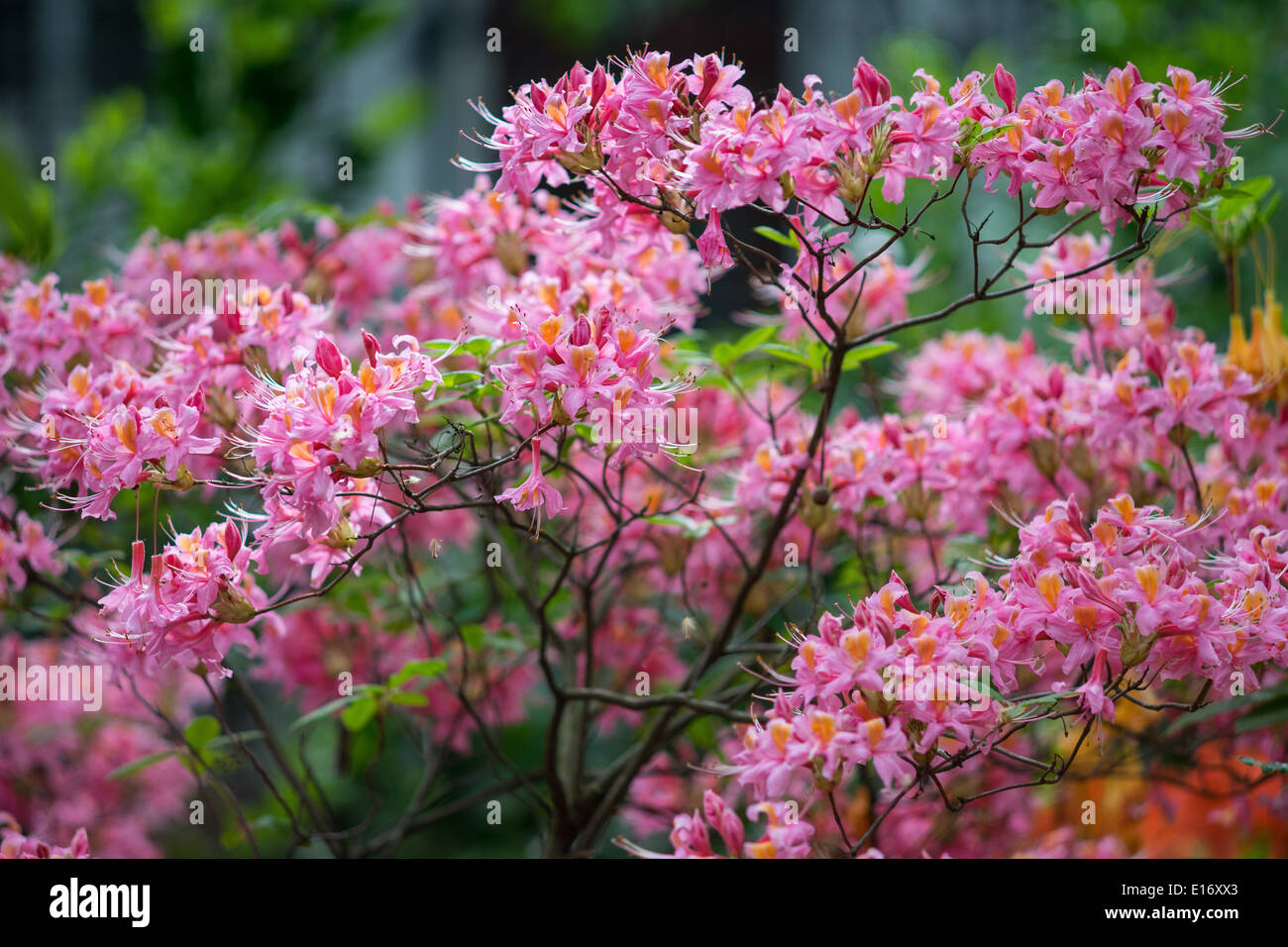 Pink Azalea Rhododendron High Resolution Stock Photography and Images ...