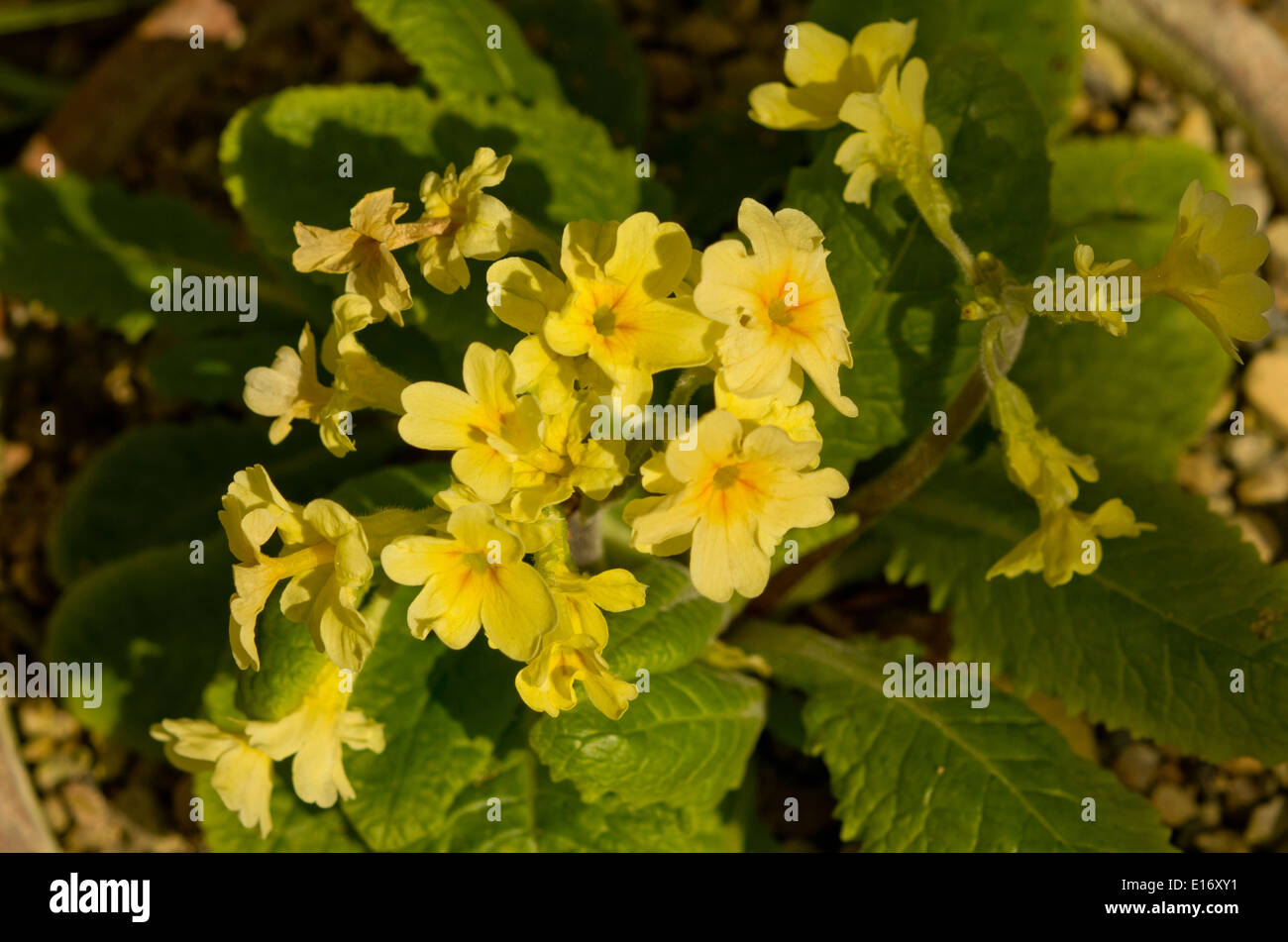 Primula elatior elatior hi-res stock photography and images - Alamy