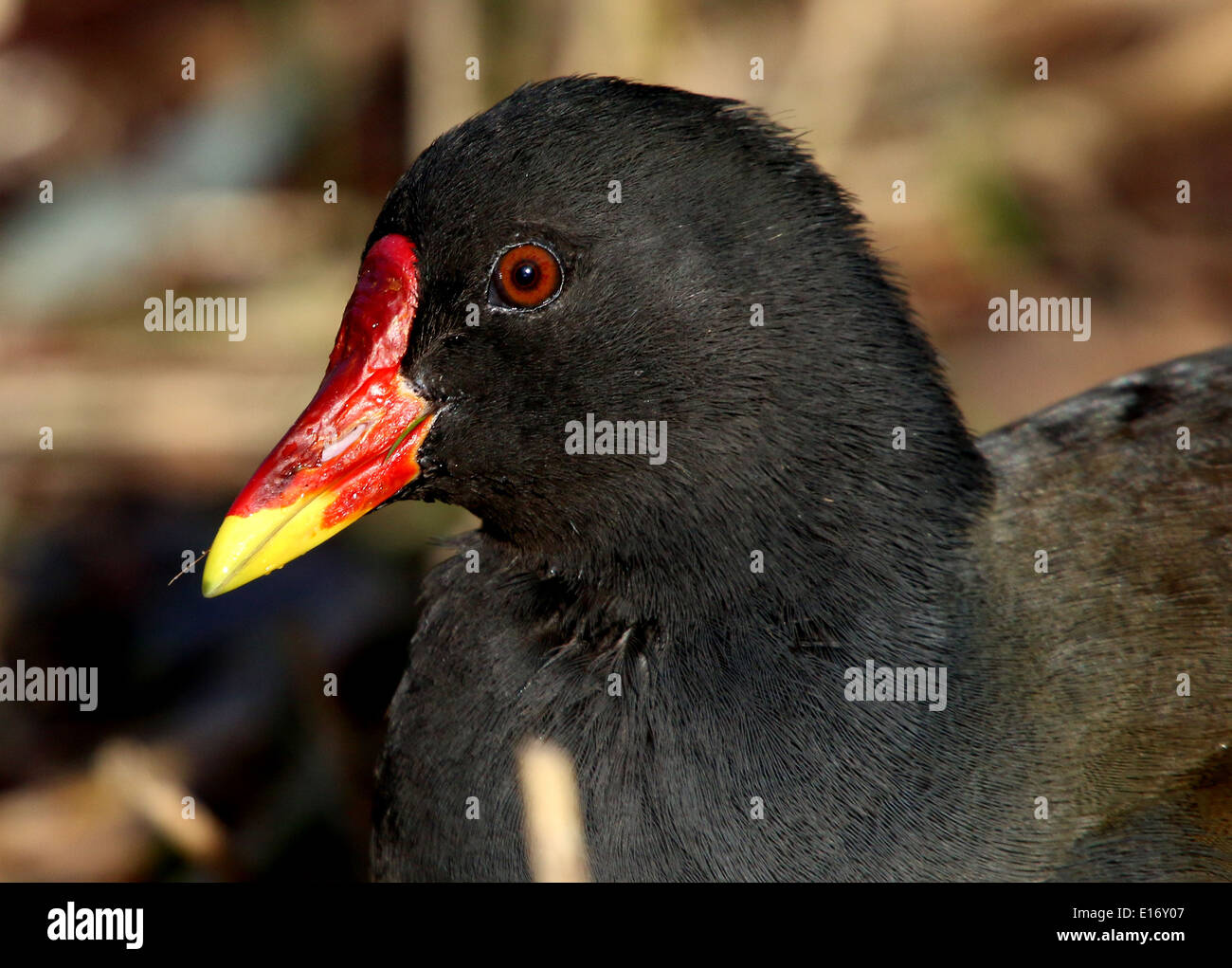 Moorhen Head Plumage High Resolution Stock Photography and Images - Alamy