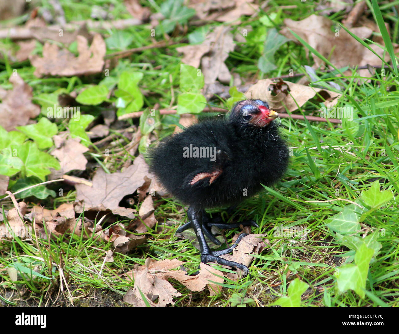Juvenile Common Moorhen (Gallinula chloropus) with bald blue pate Stock ...