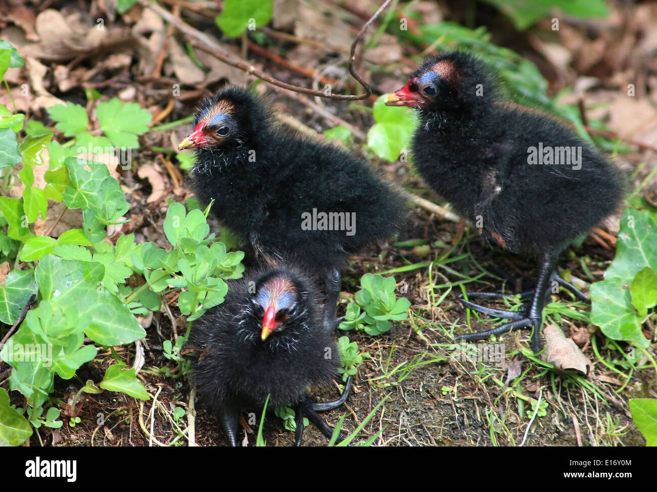 Three moorhens hi-res stock photography and images - Alamy