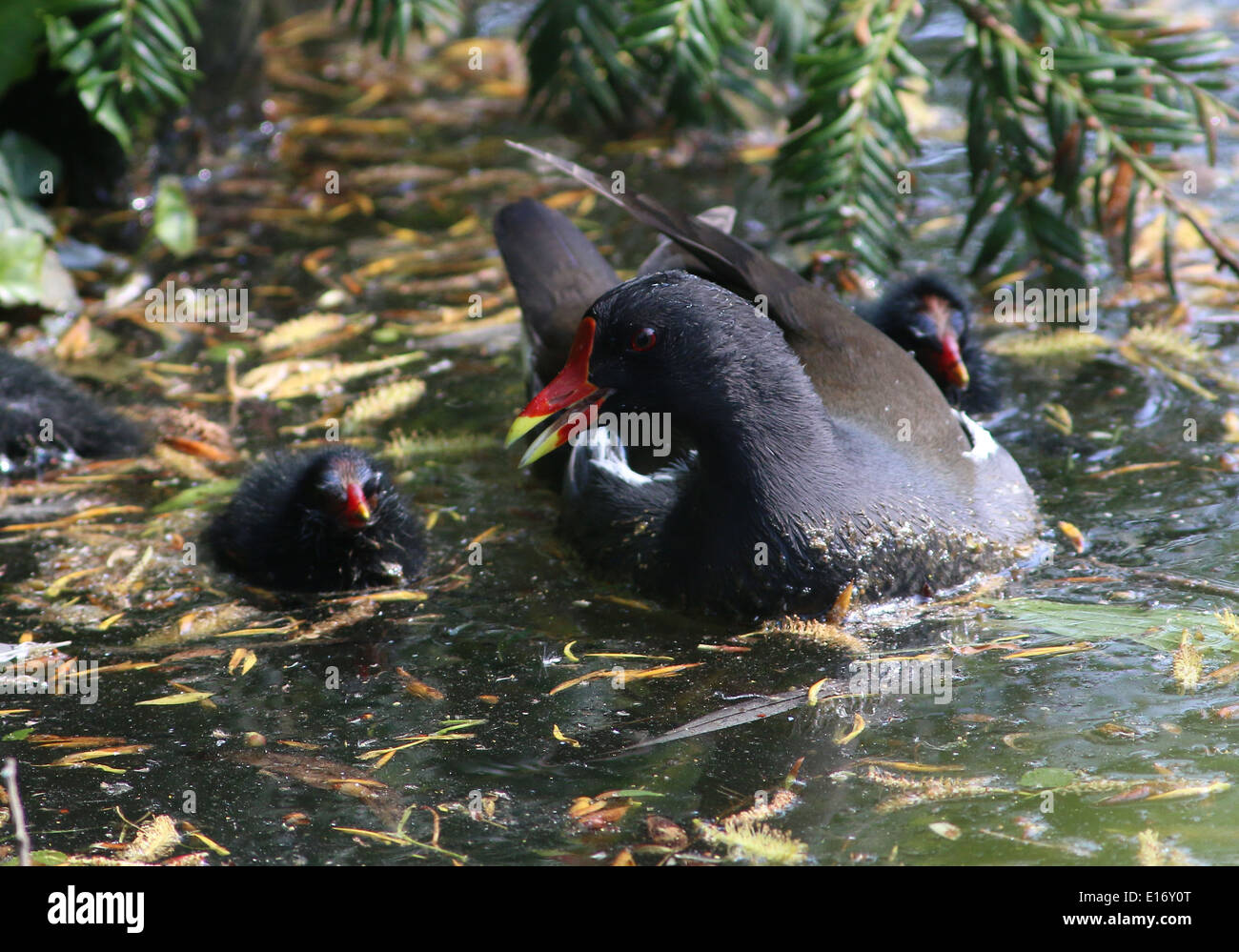Juvenile Common Moorhen (Gallinula chloropus) swimming with mother ...