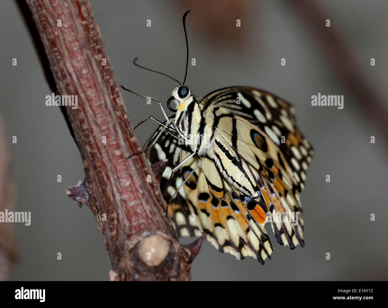 Common Lime Butterfly (Papilio demoleus) a.k.a. Lemon Butterfly ...