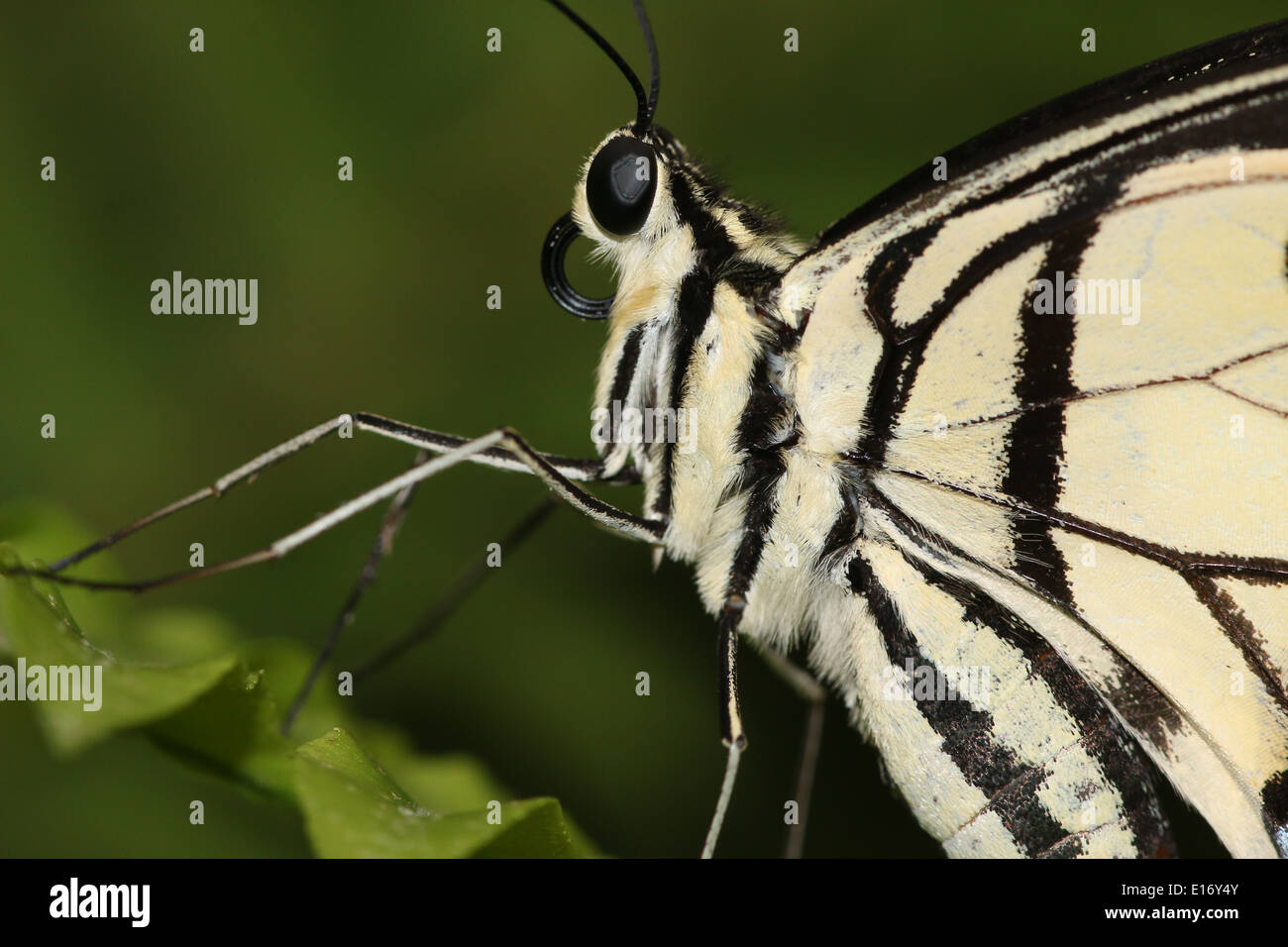 Common Lime Butterfly (Papilio demoleus) a.k.a. Lemon Butterfly ...
