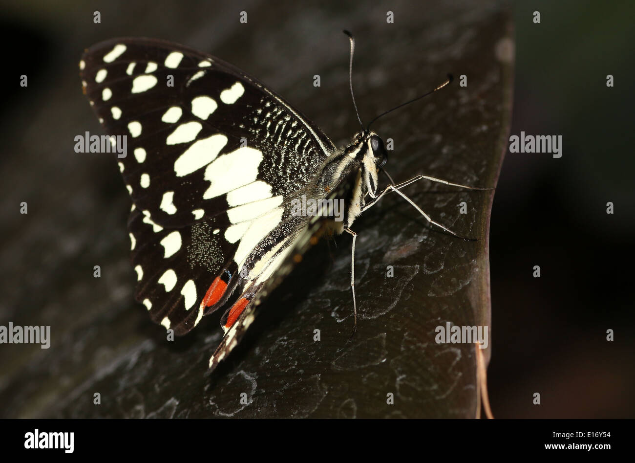 Common Lime Butterfly (Papilio demoleus) a.k.a. Lemon Butterfly ...