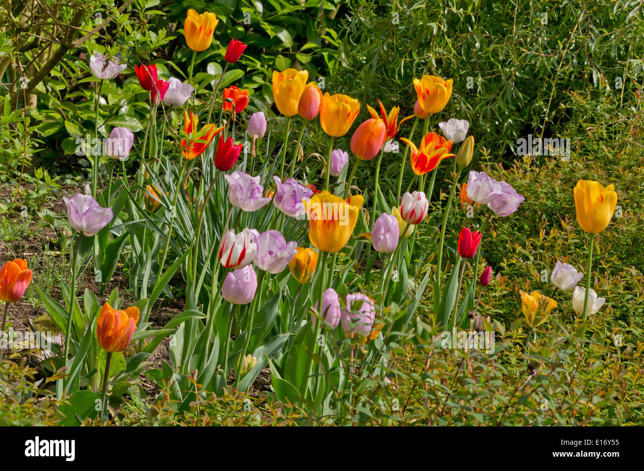 Mixed tulip varieties hi-res stock photography and images - Alamy