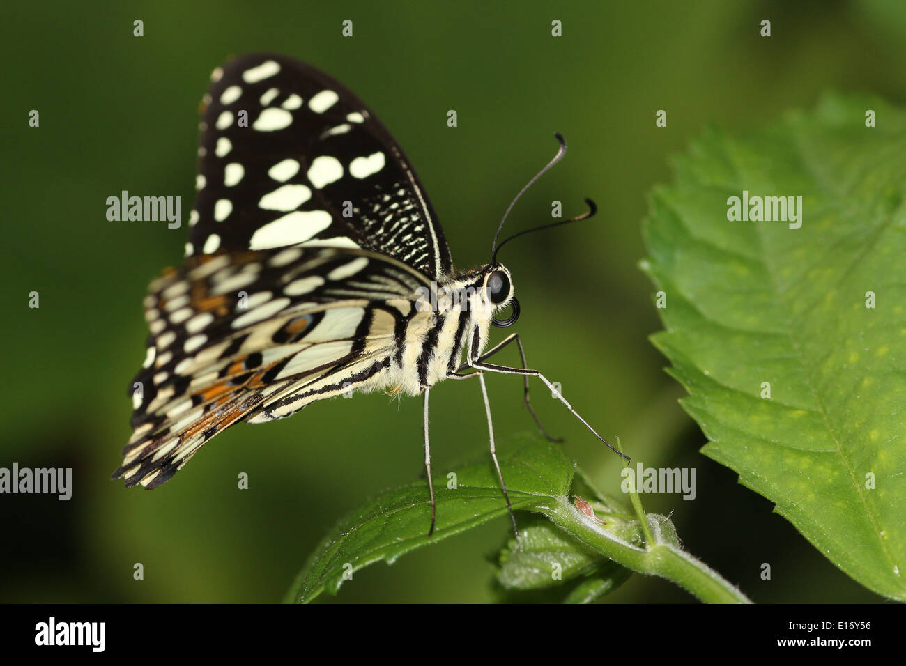 Common Lime Butterfly (Papilio demoleus) a.k.a. Lemon Butterfly ...