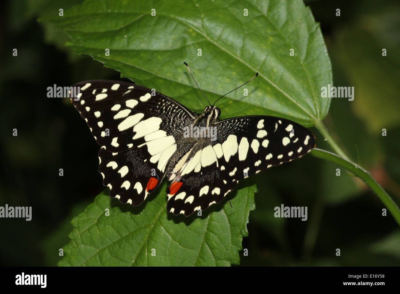 Common Lime Butterfly (Papilio demoleus) a.k.a. Lemon Butterfly ...