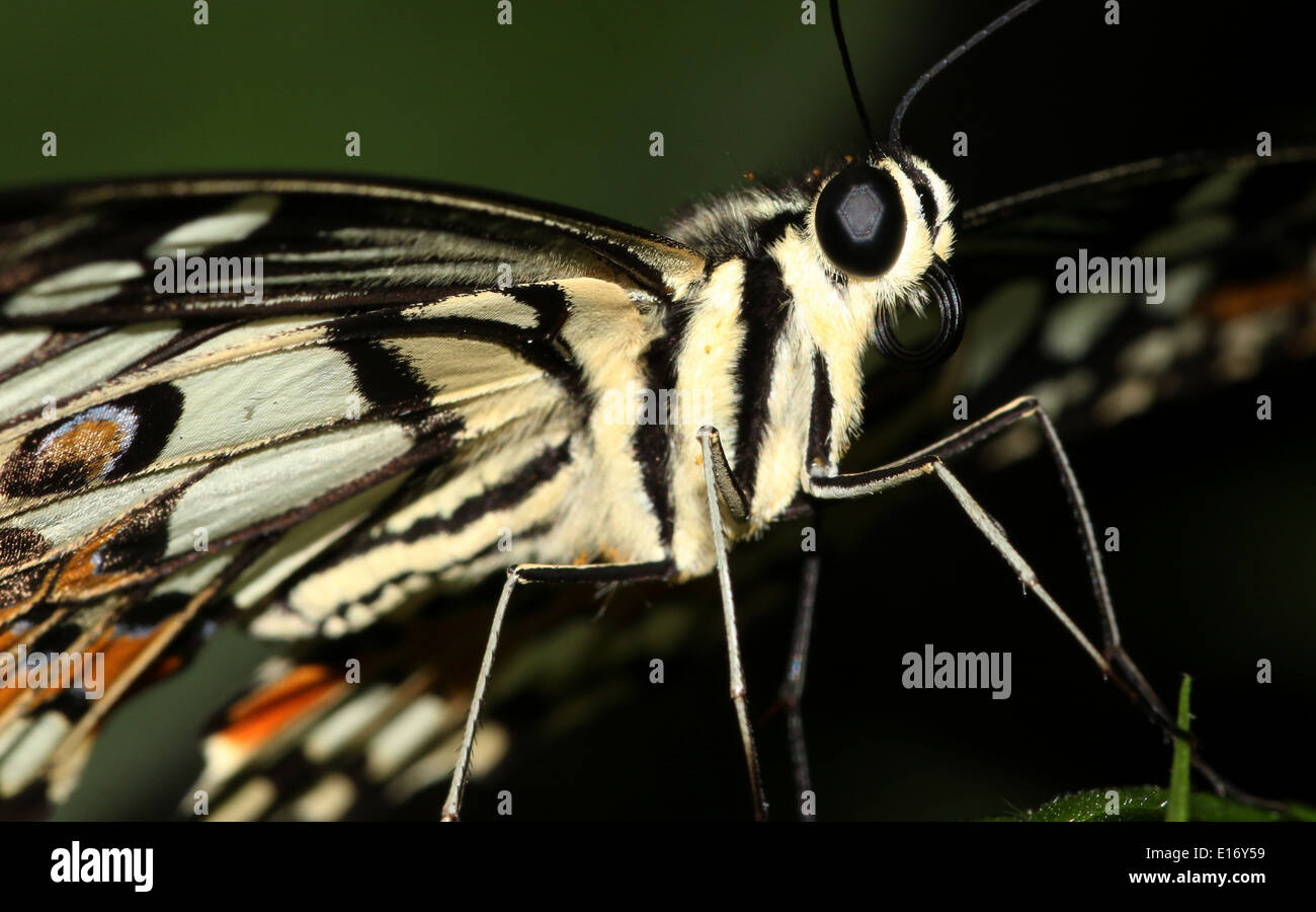 Common Lime Butterfly (Papilio demoleus) a.k.a. Lemon Butterfly ...