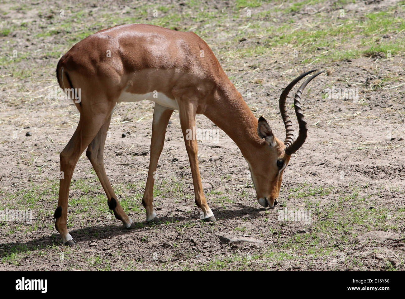Adultt male impala (Aepyceros melampus) grazing Stock Photo - Alamy