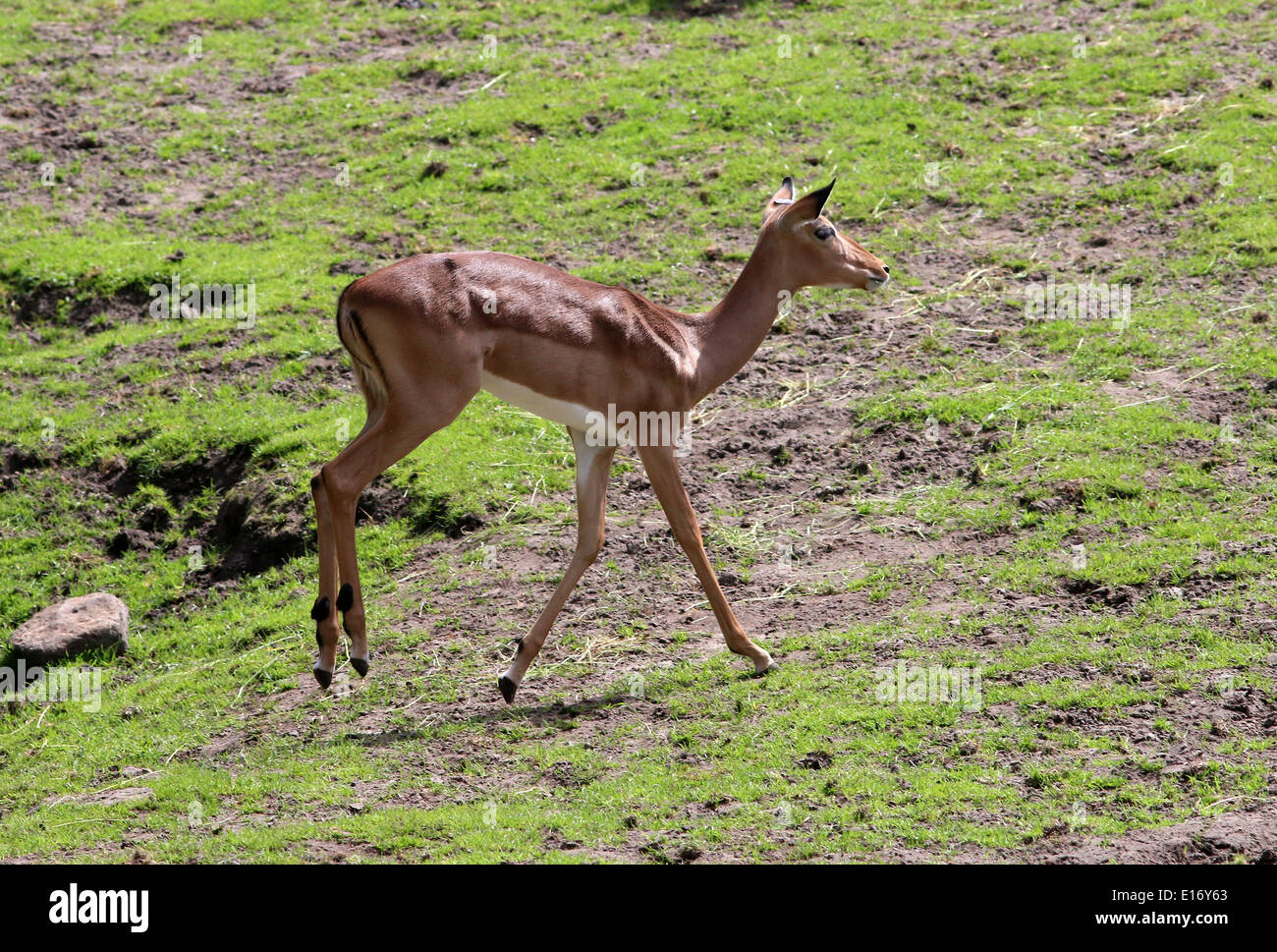 Impalas running hi-res stock photography and images - Alamy