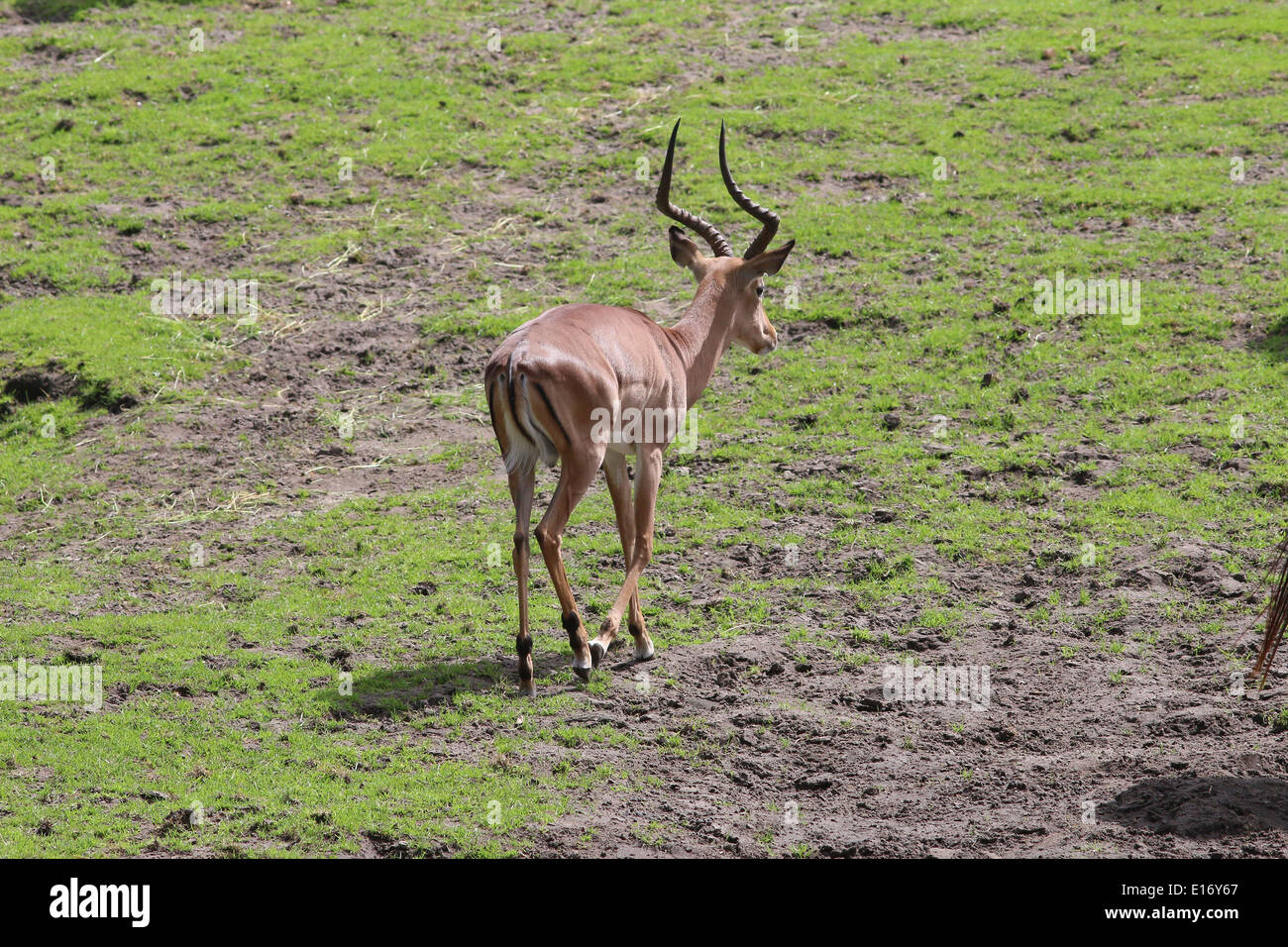 Adultt male impala (Aepyceros melampus Stock Photo - Alamy
