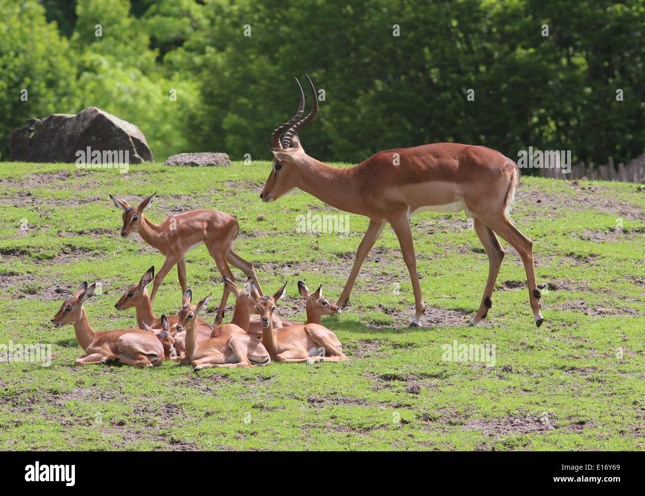 Impala babies hi-res stock photography and images - Alamy