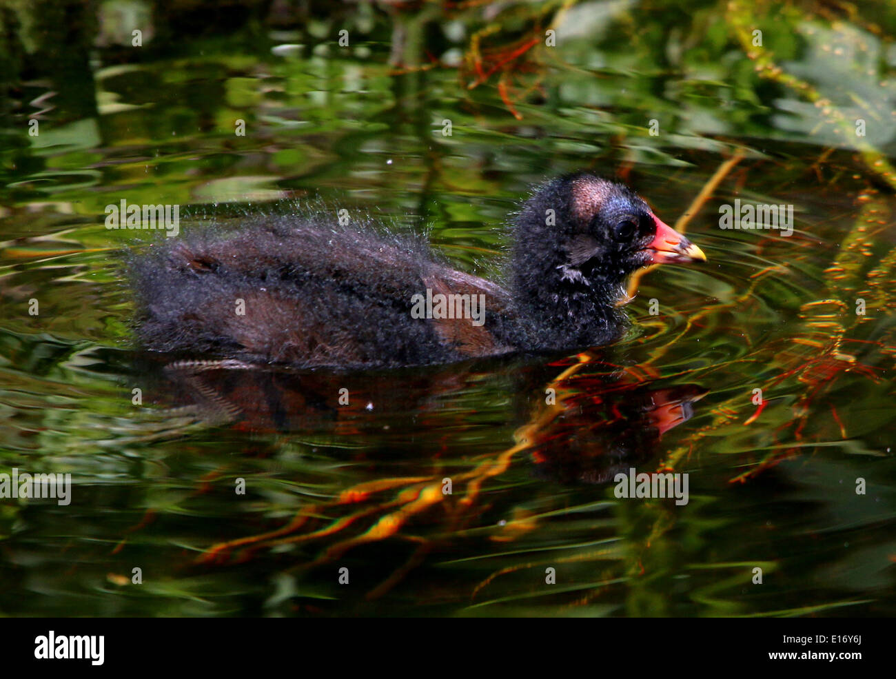 Juvenile Common Moorhen (Gallinula chloropus Stock Photo - Alamy