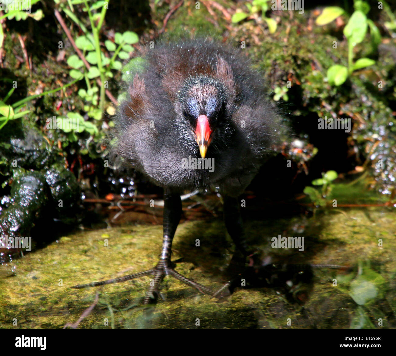 Juvenile common moorhen gallinula chloropus hi-res stock photography ...
