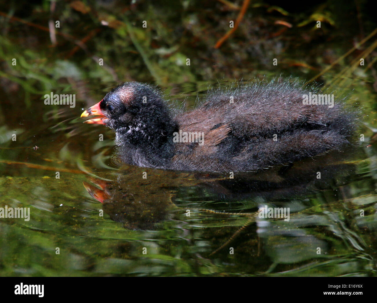 Juvenile Common Moorhen (Gallinula chloropus) swimming Stock Photo - Alamy