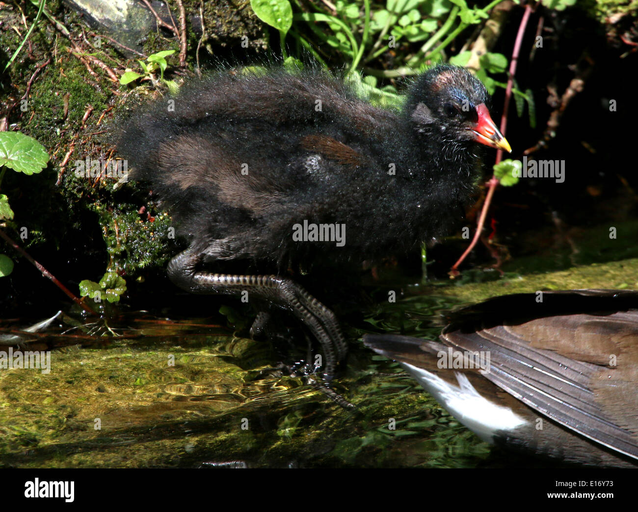 Juvenile common moorhen gallinula chloropus hi-res stock photography ...