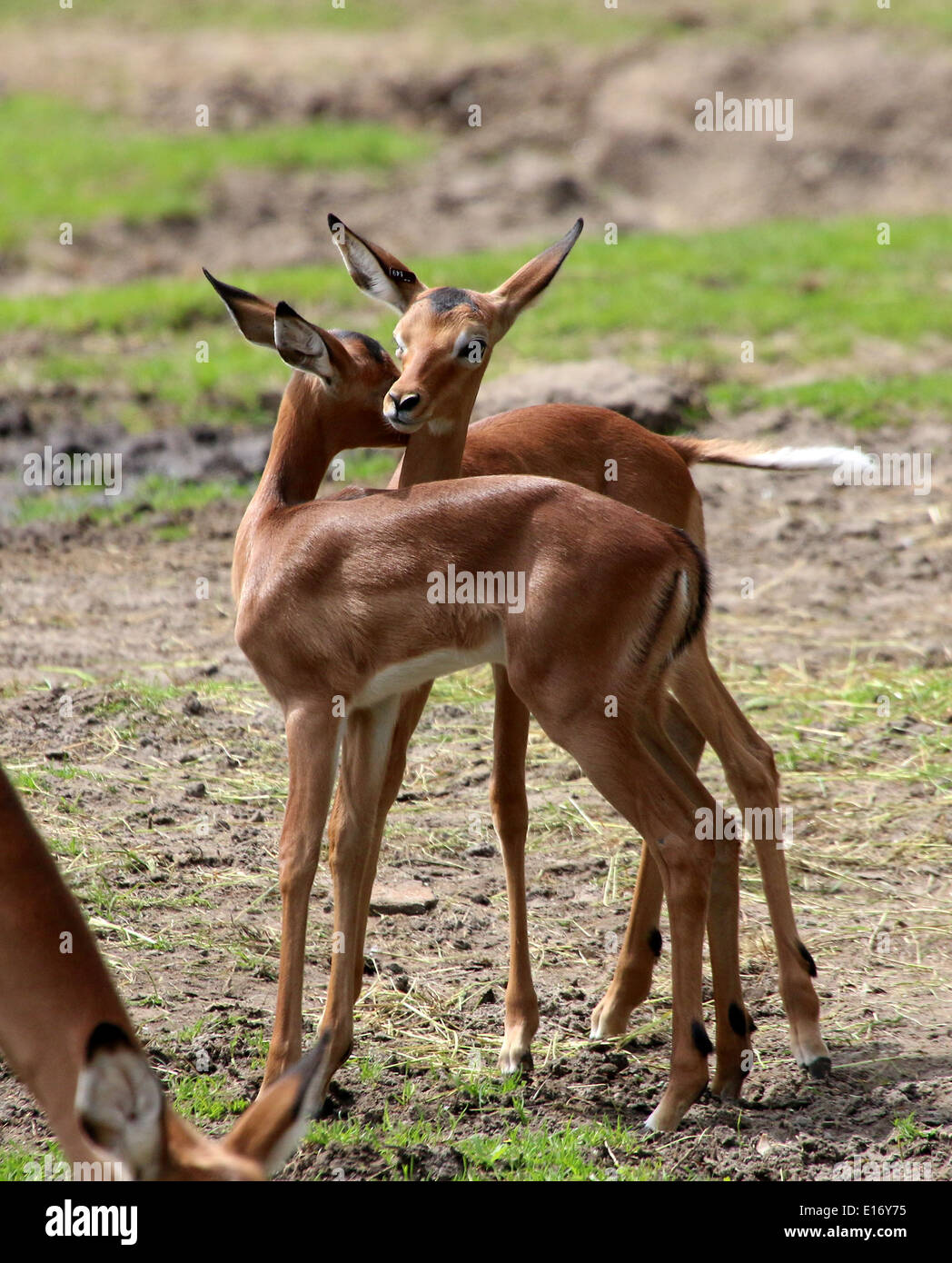 Impala with calves hi-res stock photography and images - Alamy