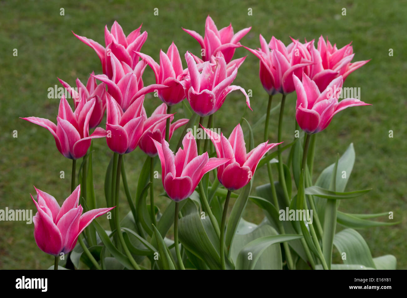 Yonina hi-res stock photography and images - Alamy