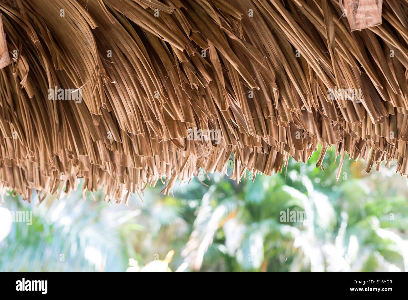 Thatched roof tropical grass hut hi-res stock photography and images ...