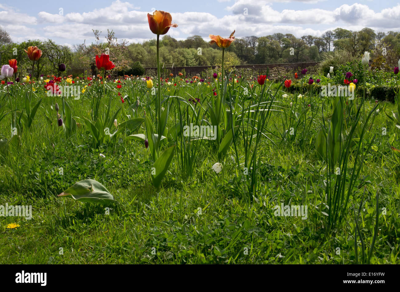 Planted in grass hi-res stock photography and images - Alamy