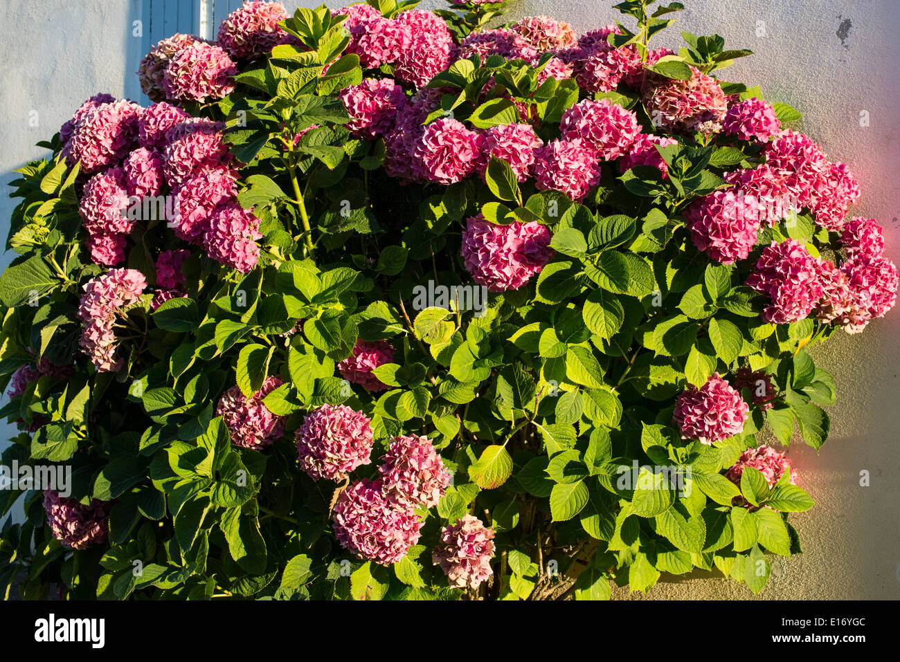 Pink hydrangeas, Ile de Re, France Stock Photo - Alamy