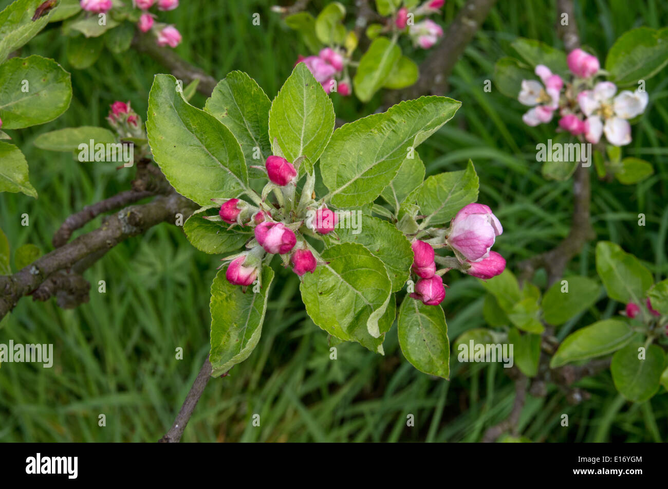 Early Victoria apple blossom Stock Photo - Alamy