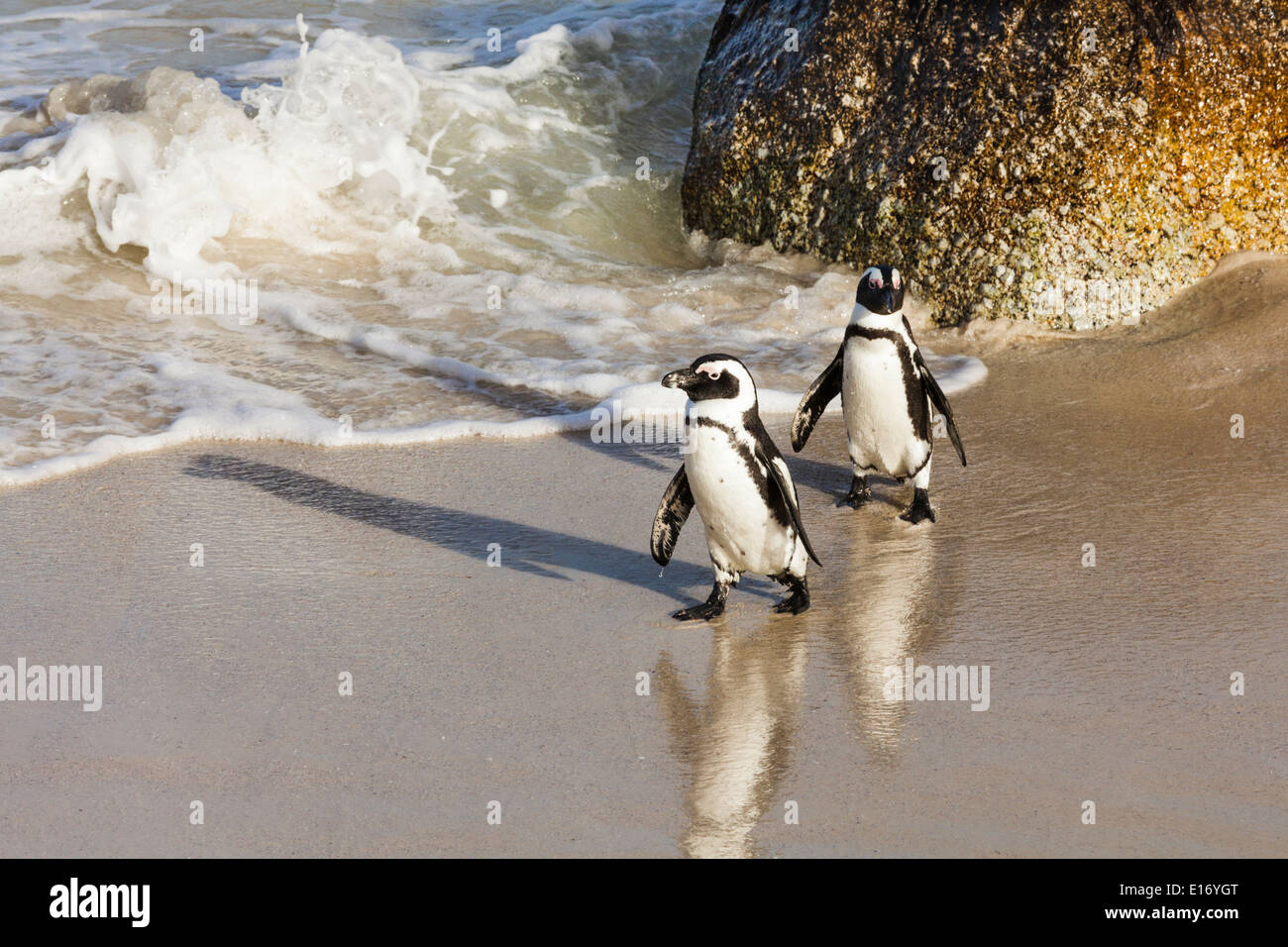 African Penguins walking along the beach in the late afternoon sun at ...