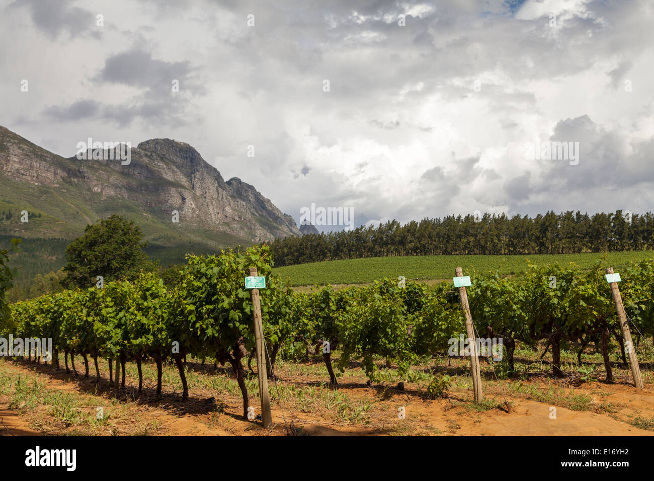 Delheim winery hi-res stock photography and images - Alamy
