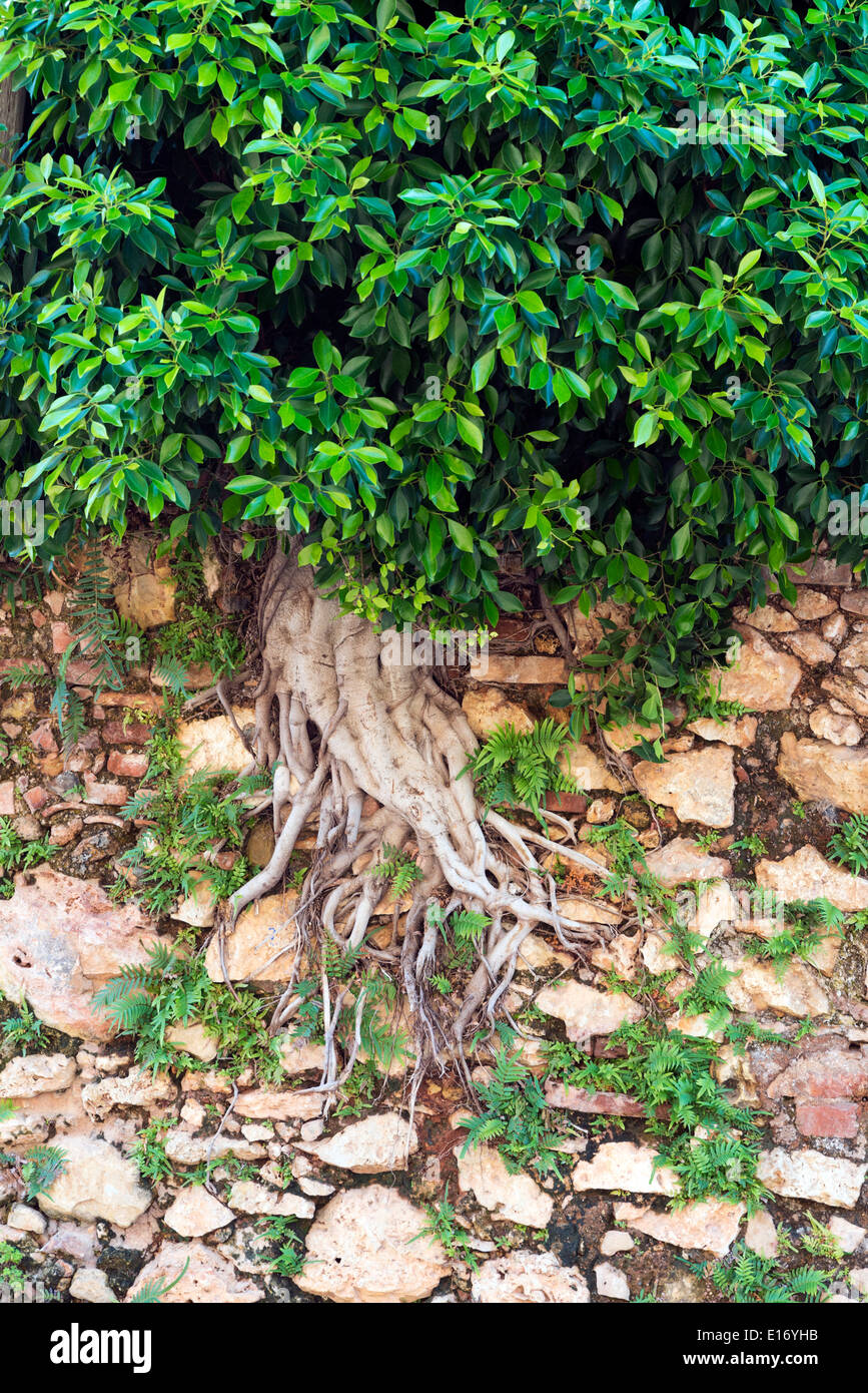 Tree Grows Through Wall Stock Photo - Alamy