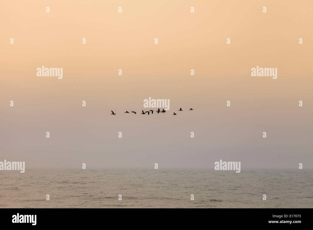 Flock of seabirds hi-res stock photography and images - Alamy