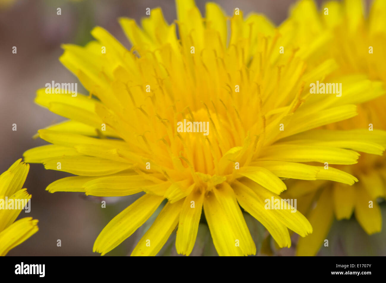 Flower with many petals hi-res stock photography and images - Alamy