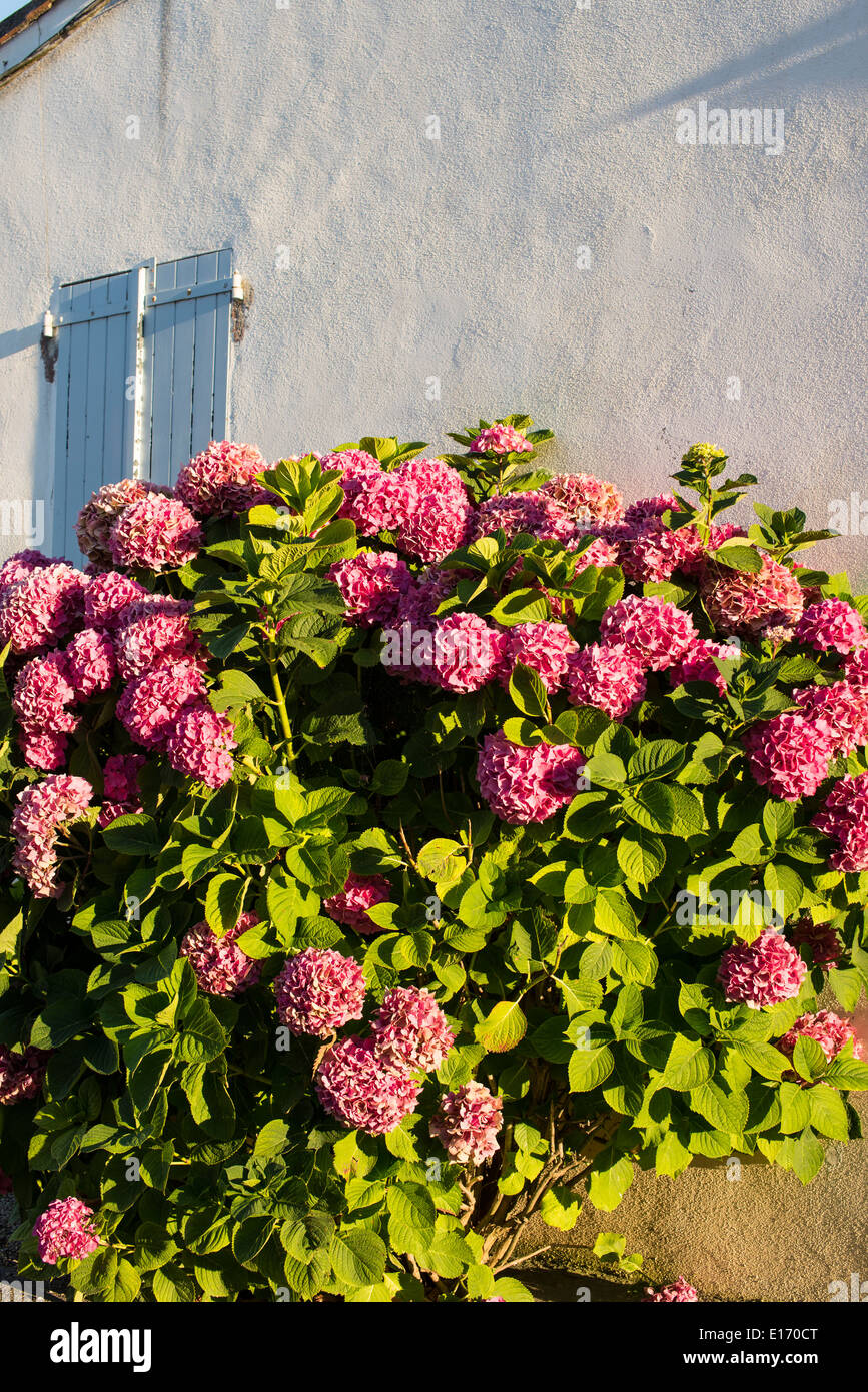 Pink hydrangeas, Ile de Re, France Stock Photo - Alamy