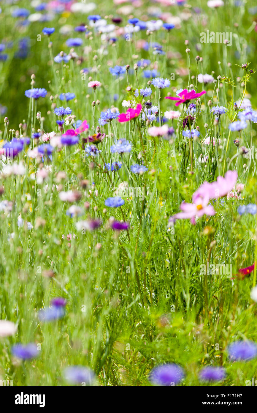 Meadow flow hi-res stock photography and images - Alamy