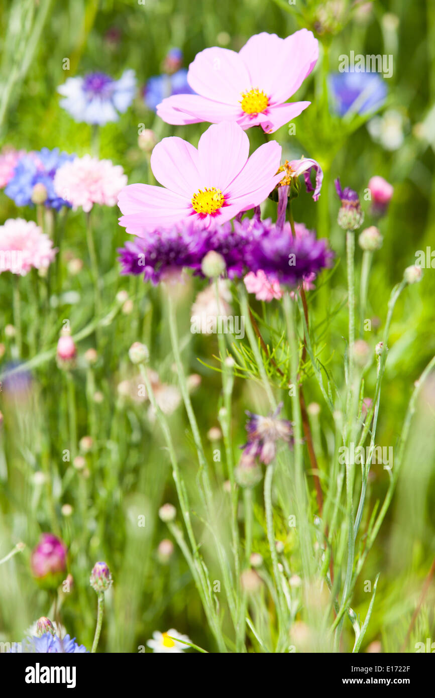 Meadow flow hi-res stock photography and images - Alamy