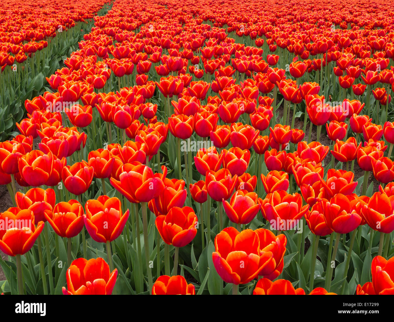 Close view on field of fiery red and orange colored tulips in Dutch ...