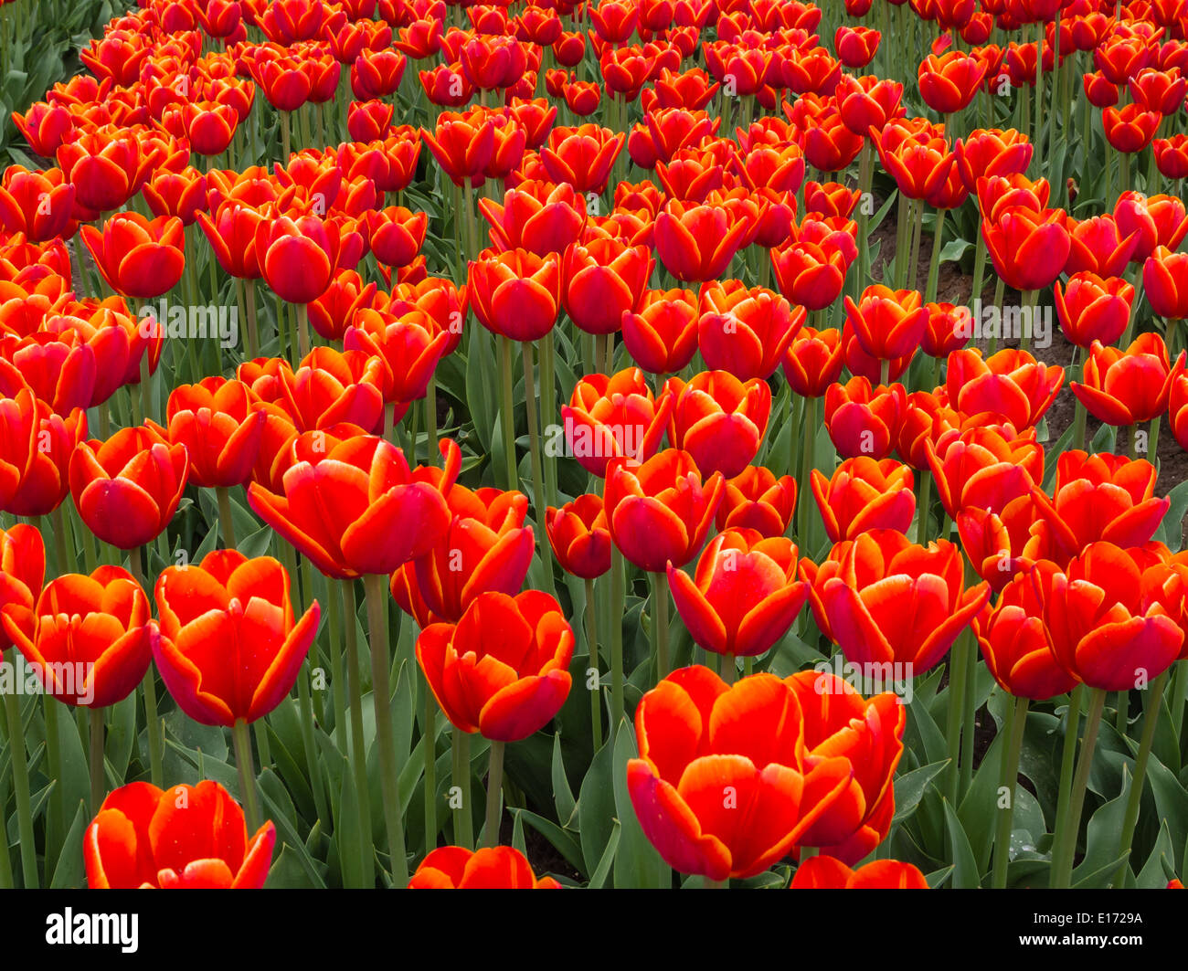 Vibrant fiery red orange hi-res stock photography and images - Alamy