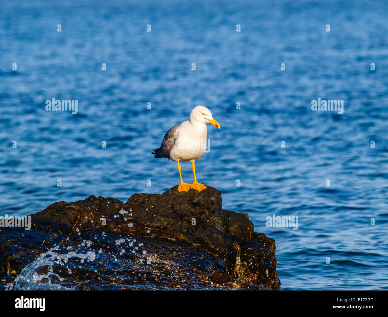 [Cape Corse] Ersa Europe Corse Corsica France cape Stock Photo - Alamy