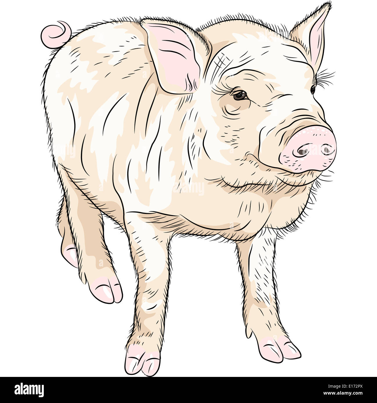 sketch closeup portrait of funny Pot-bellied pig Stock Photo - Alamy