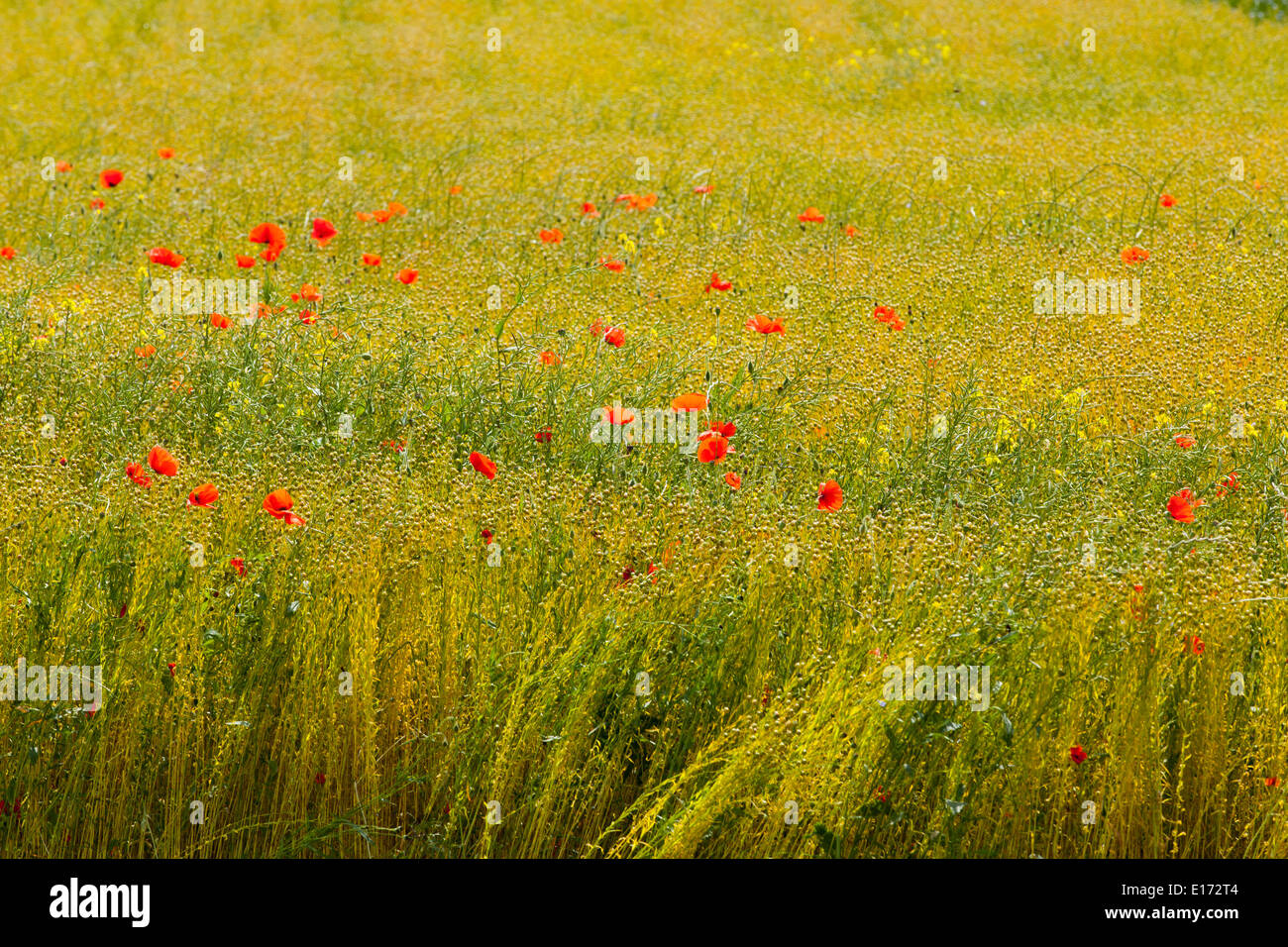Poppies poppy flax hi-res stock photography and images - Alamy