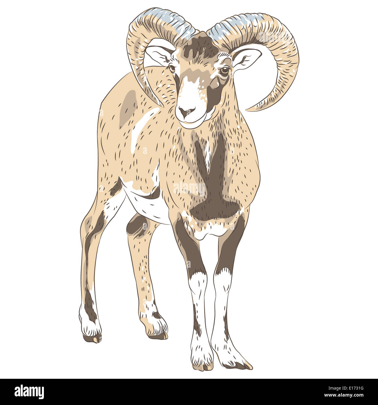 Ibex sketch hi-res stock photography and images - Alamy