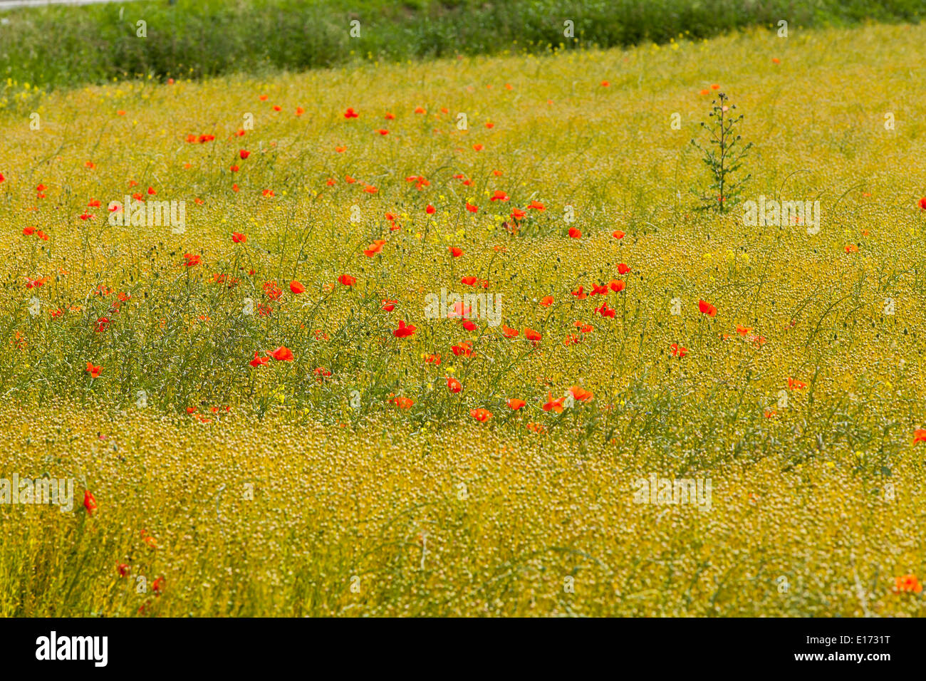 poppies in a field of flax Stock Photo - Alamy
